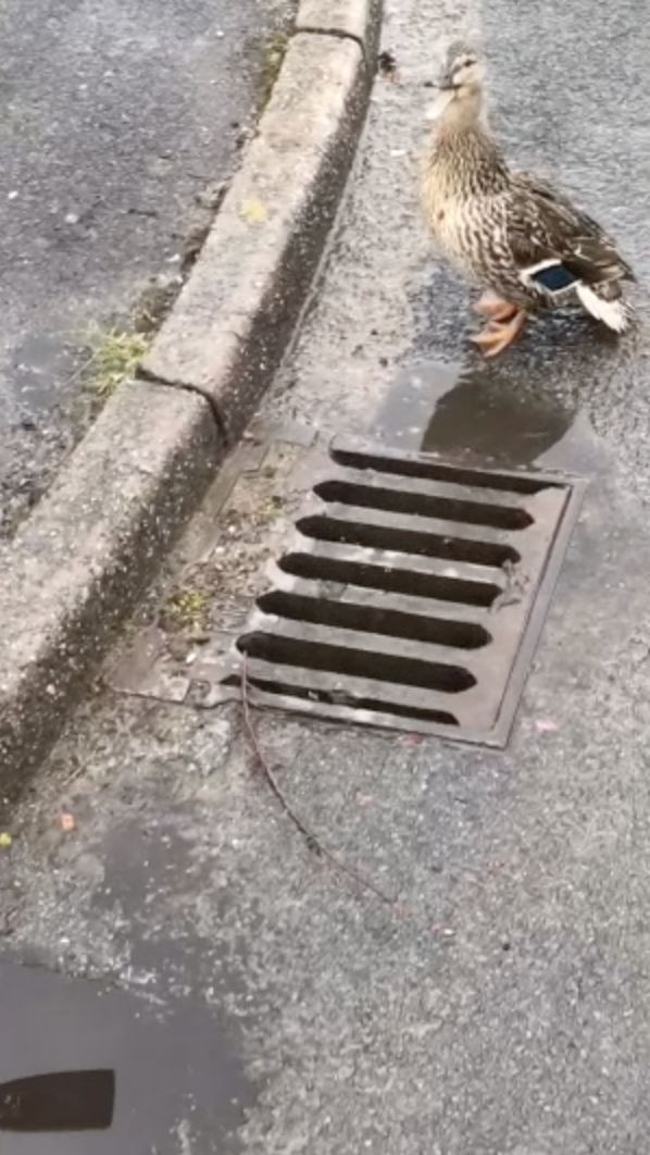 Mother Duck Waits For Help After Watching Babies Fall Down Drain - The Dodo