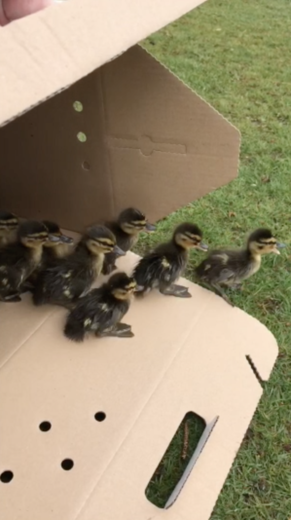 Mother Duck Waits For Help After Watching Babies Fall Down Drain - The Dodo
