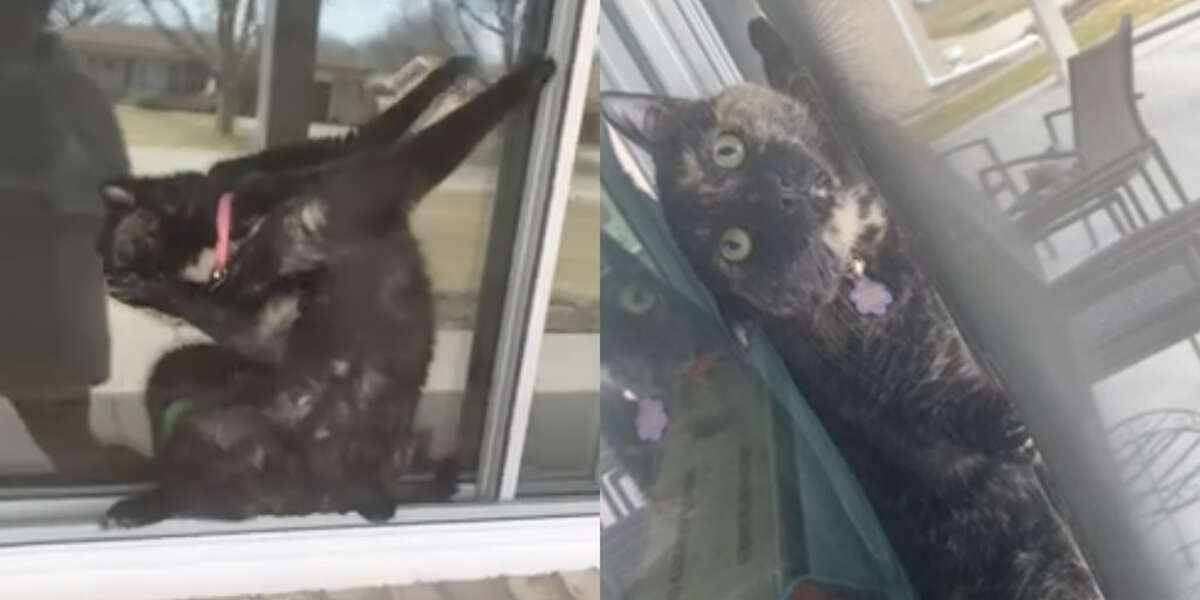 Cat Gets Stuck Between Window And Screen - The Dodo