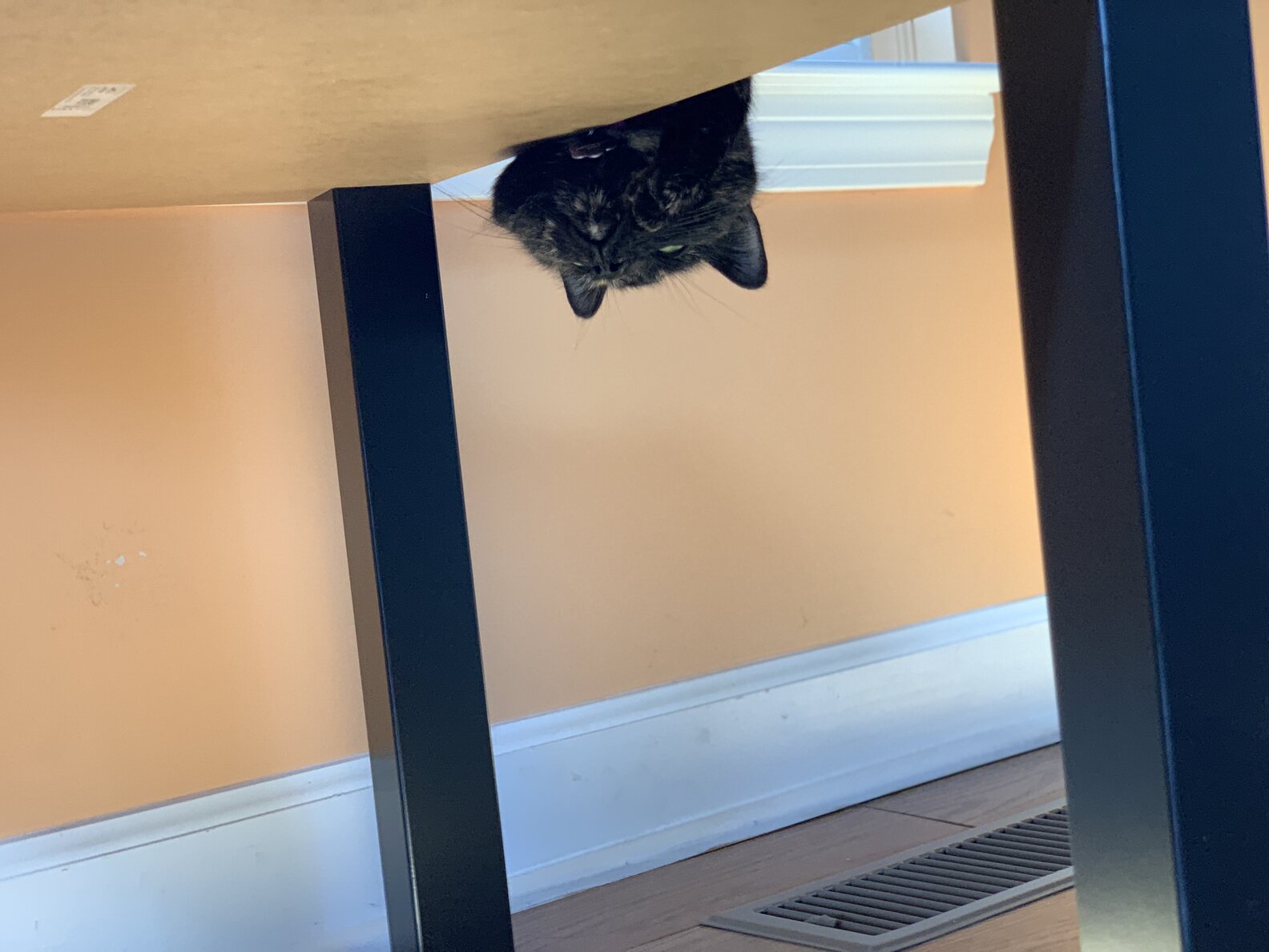 Cat Gets Stuck Between Window And Screen - The Dodo