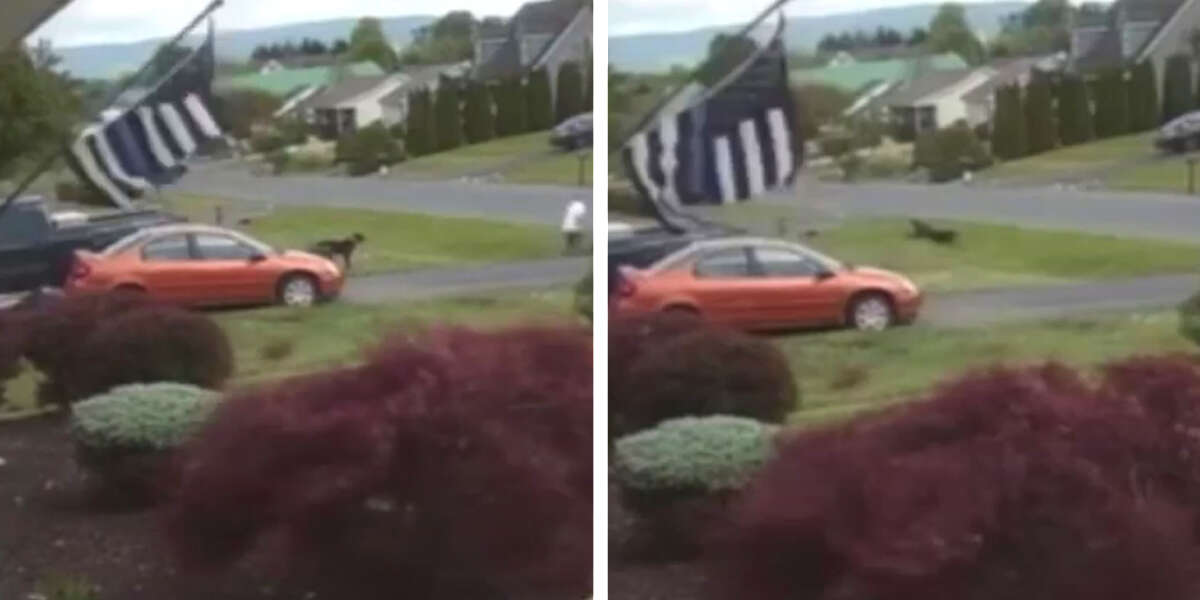 Video Shows Large Dog Lifted From The Ground By A Whirlwind - The Dodo