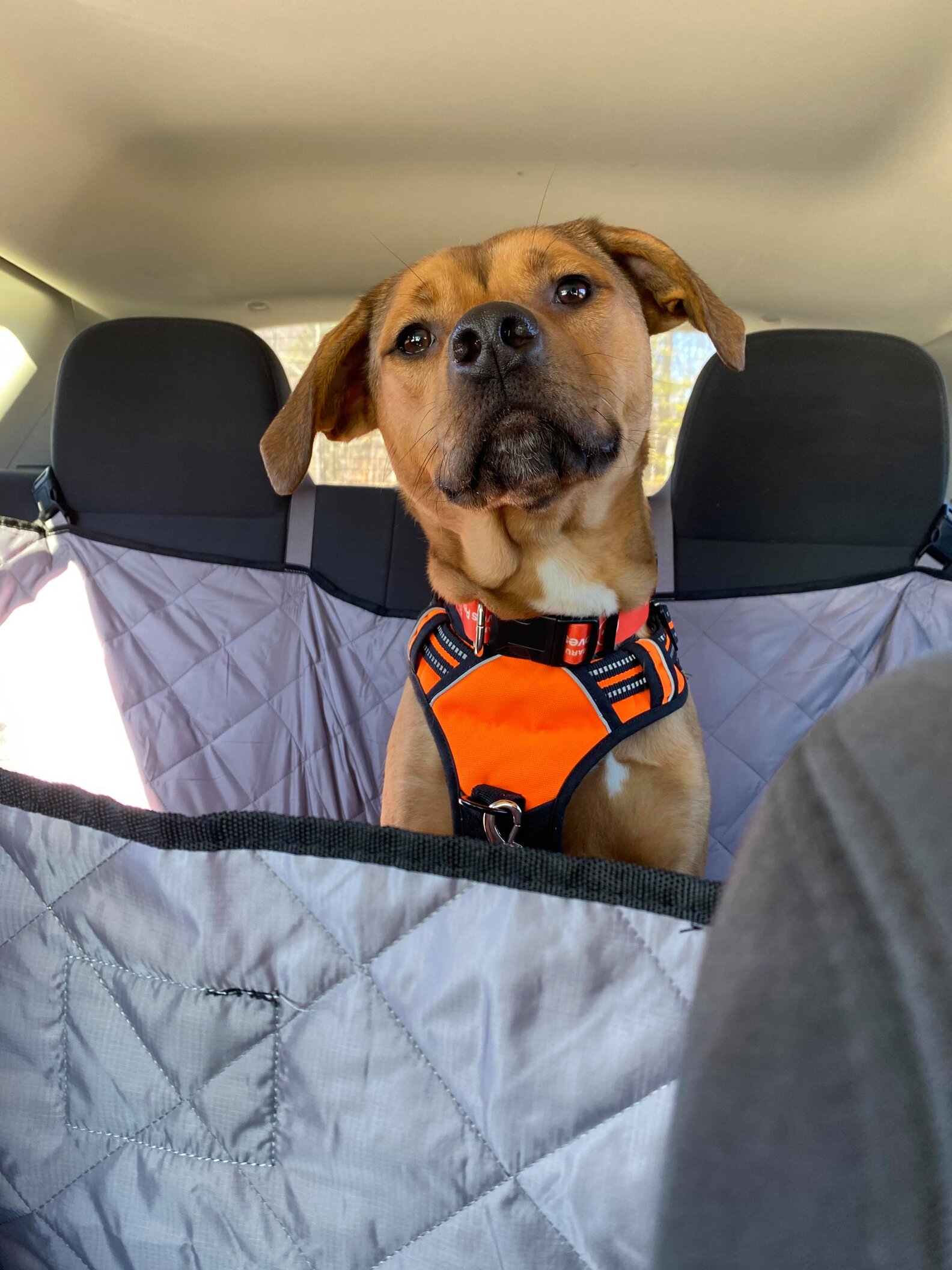 FedEx Driver Surprises Dog With A Special Delivery Just For Him - The Dodo
