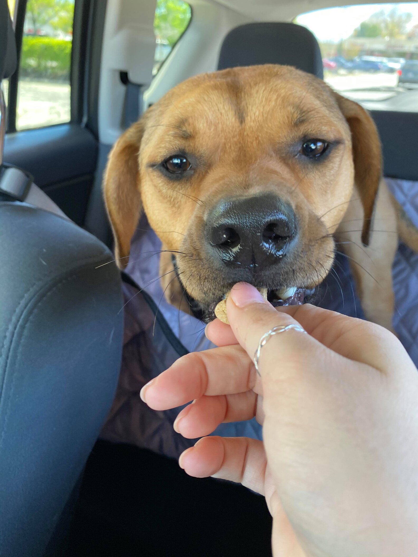 FedEx Driver Surprises Dog With A Special Delivery Just For Him - The Dodo