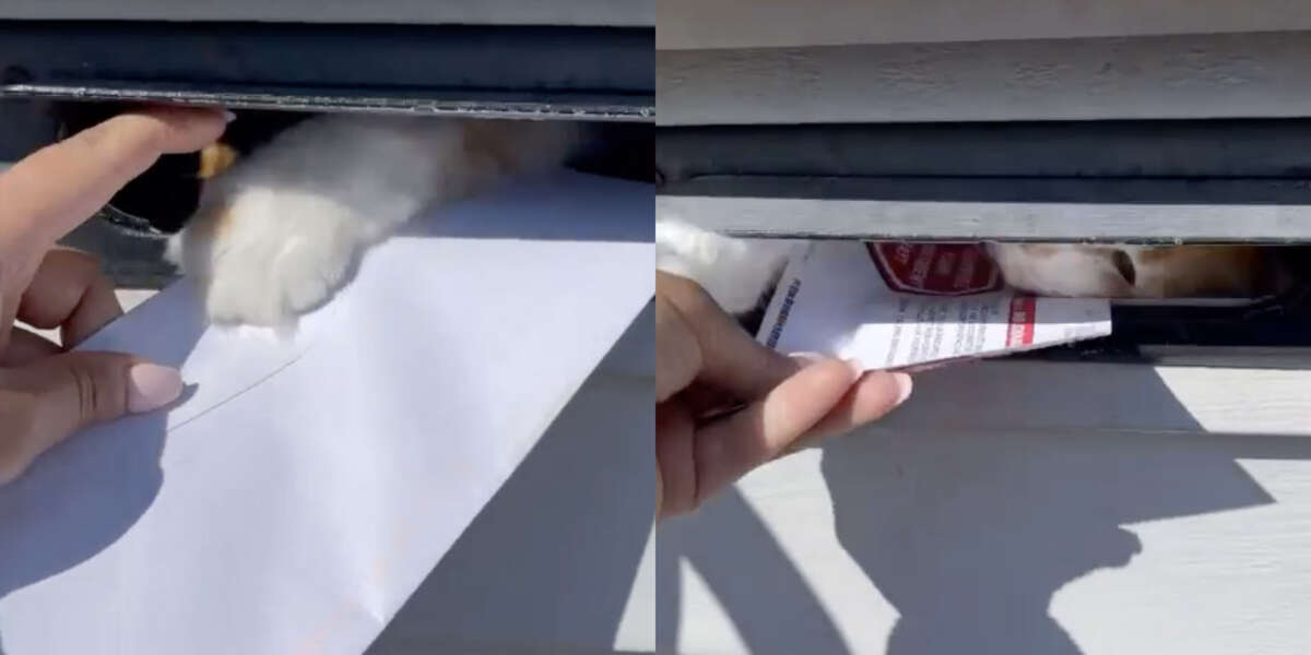Cat Refuses To Let Mail Be Delivered - The Dodo