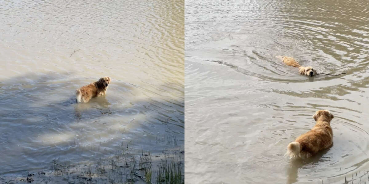 Dog Afraid Of Water Has Best Friend Fetch The Floating Sticks For Her ...