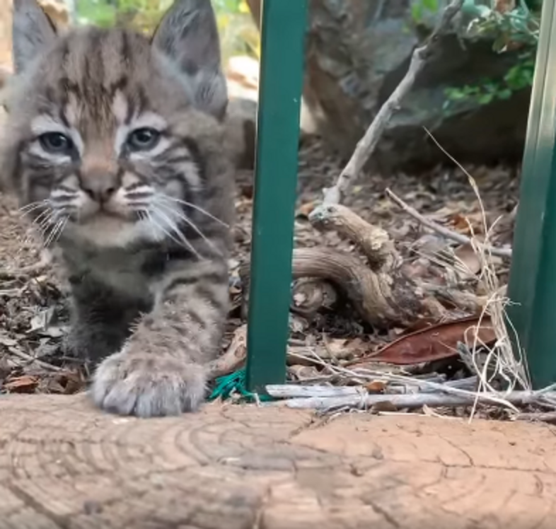 Watch This Adorable Baby Bobcat Step Out To Bravely Explore The World ...