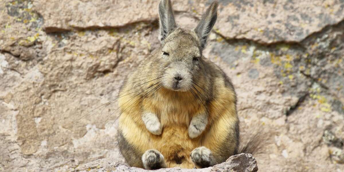 High Looking Animals