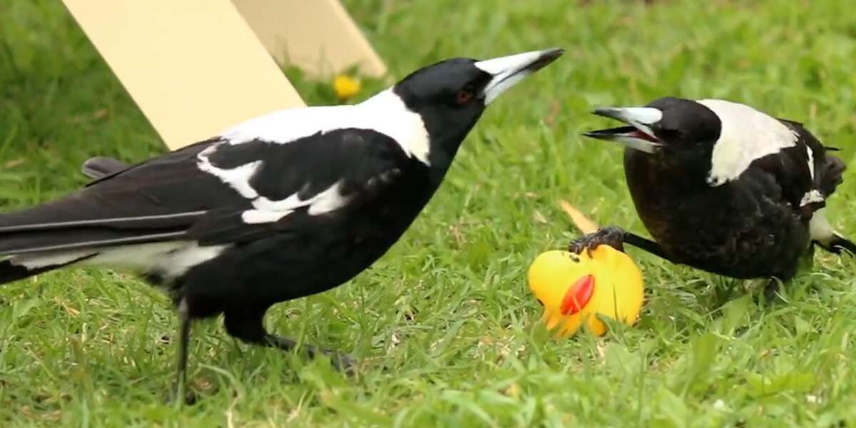 Wild Magpie Invites His Friends Over To His Best Friend's House ...