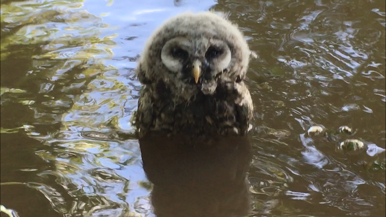 Sad Wet Owl