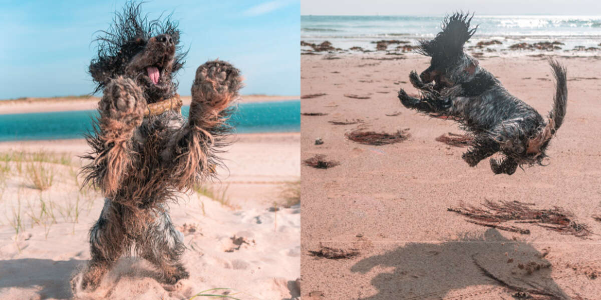 Dog Shows Everyone How Much He Loves The Beach - The Dodo
