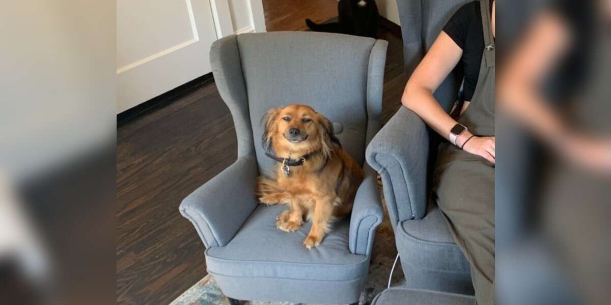 Dog Won't Stop Smiling After He Gets A Chair That Matches His Mom's ...