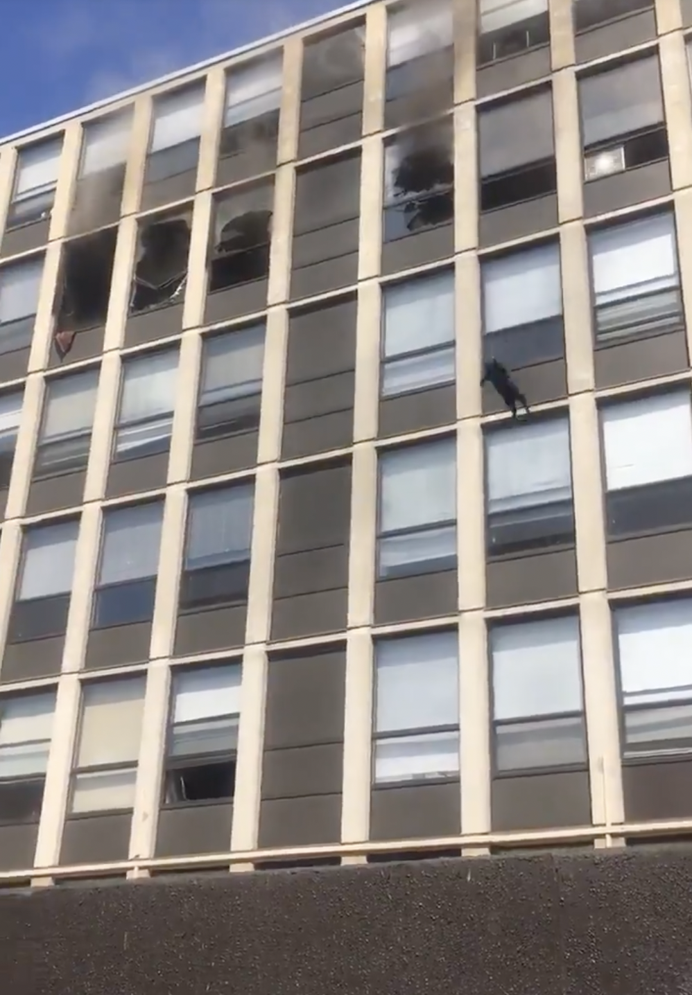 Cat Saves Himself From Burning Building With A Daring Leap - The Dodo