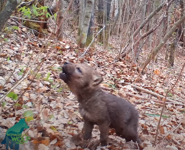Trail Camera Captures The First Howls Of An Adorably Tiny Wolf Pup ...