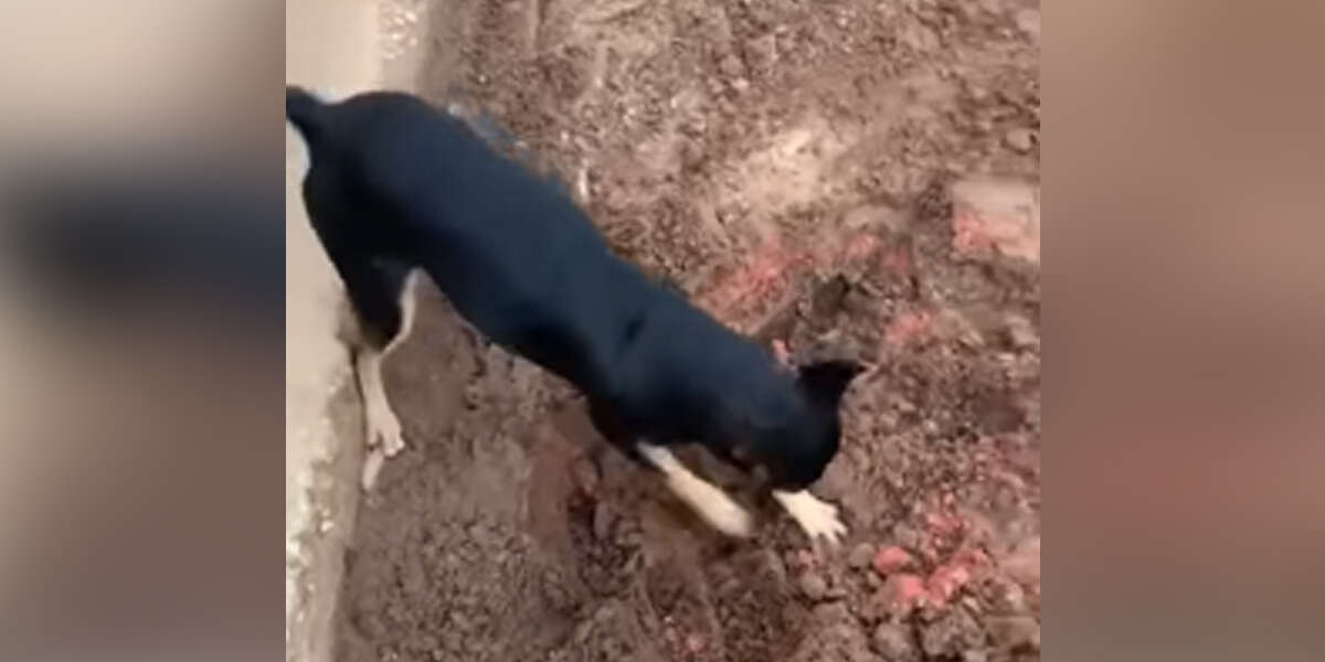 Dog Turns In Criminal Housemates And Leads Police To Evidence - The Dodo