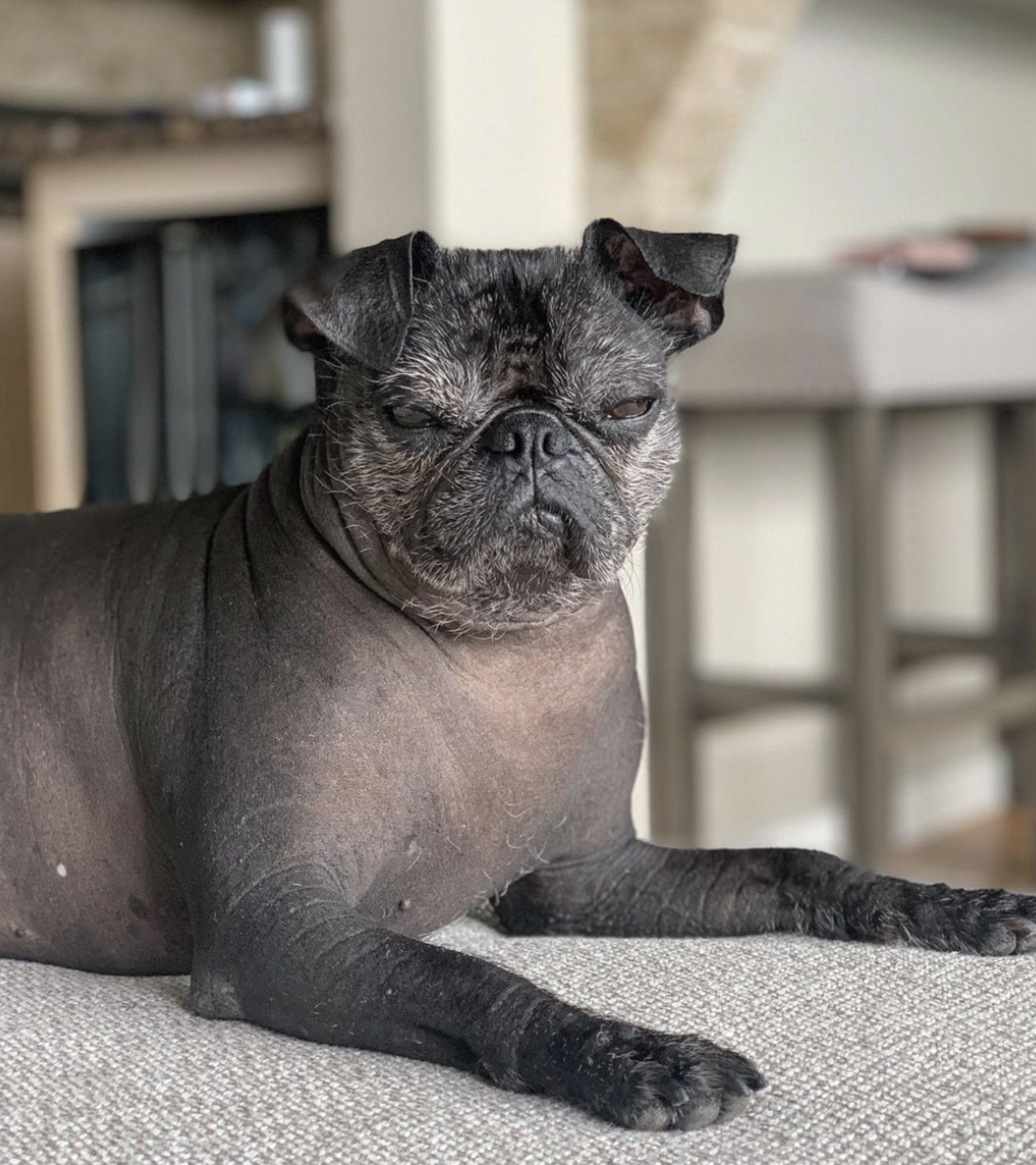 This Hairless Pug Is Absolutely Perfect - The Dodo