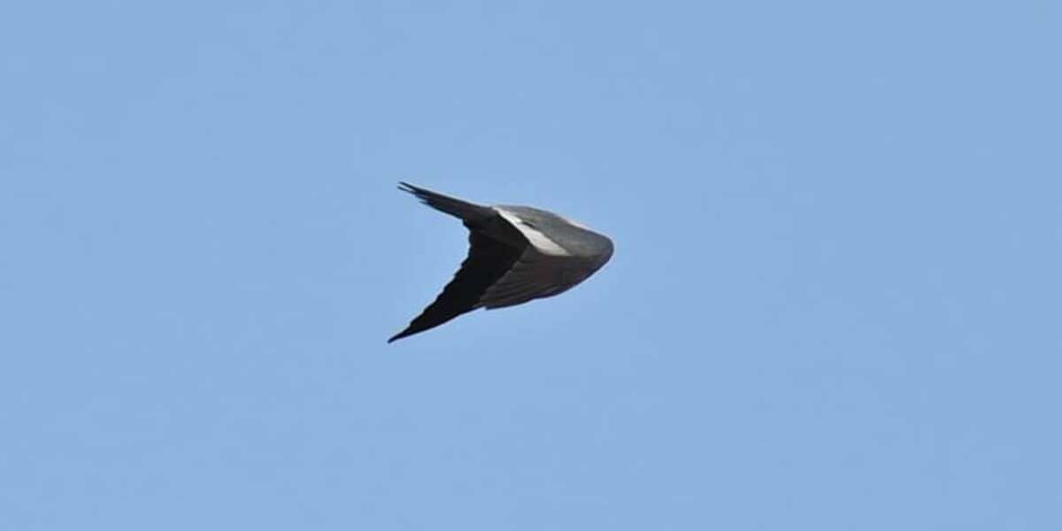 This Flying Thing Looks Nothing Like A Bird - The Dodo