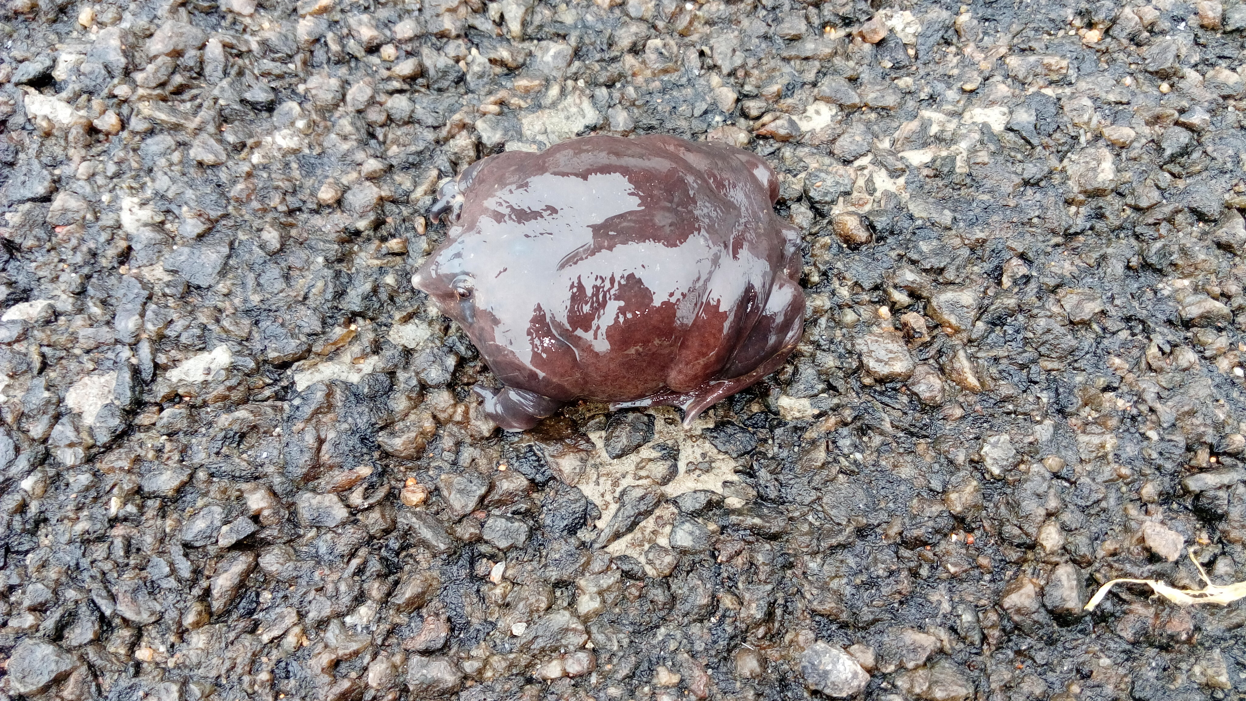 This Purple Blob-Like Animal Is Actually A Frog - The Dodo