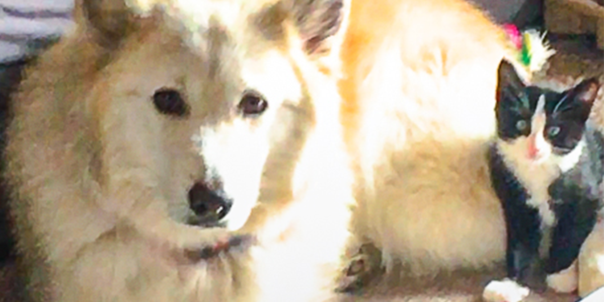 Tiny Kitten Becomes A Service Cat For His Dog Sister - Videos - The Dodo