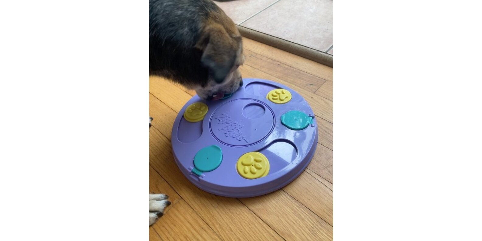Zippy Paws SmartyPaws Puzzler Reviews - Paw of Approval - The Dodo