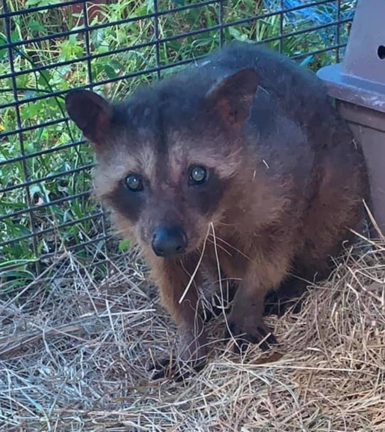 Rescuers Find A Mysterious-Looking Wild Animal In Need Of Help - The Dodo