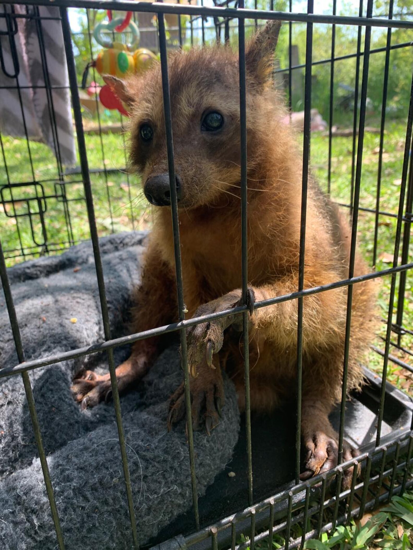 Rescuers Find A Mysterious-Looking Wild Animal In Need Of Help - The Dodo