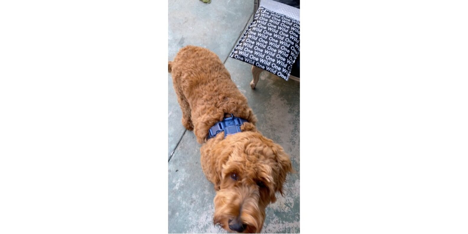 Wild One Walk Kit Review - Paw of Approval - The Dodo