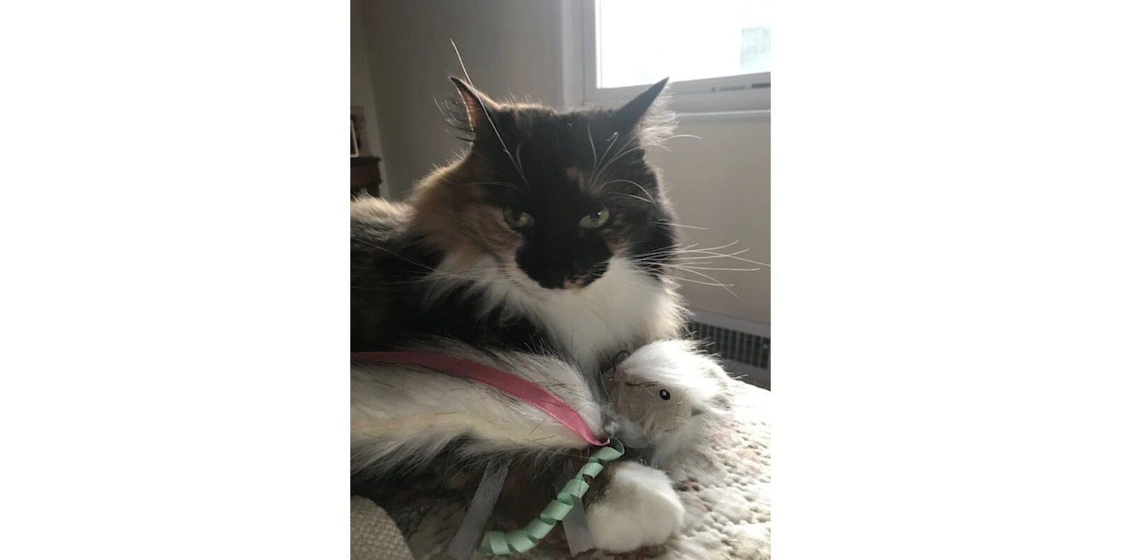 SmartyKat Chitter Critter Cat Toy Reviews - Paw of Approval - The Dodo