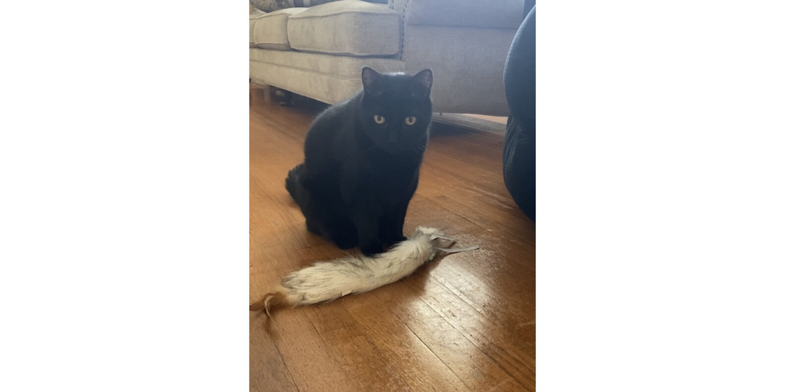 SmartyKat Chitter Critter Cat Toy Reviews - Paw of Approval - The Dodo