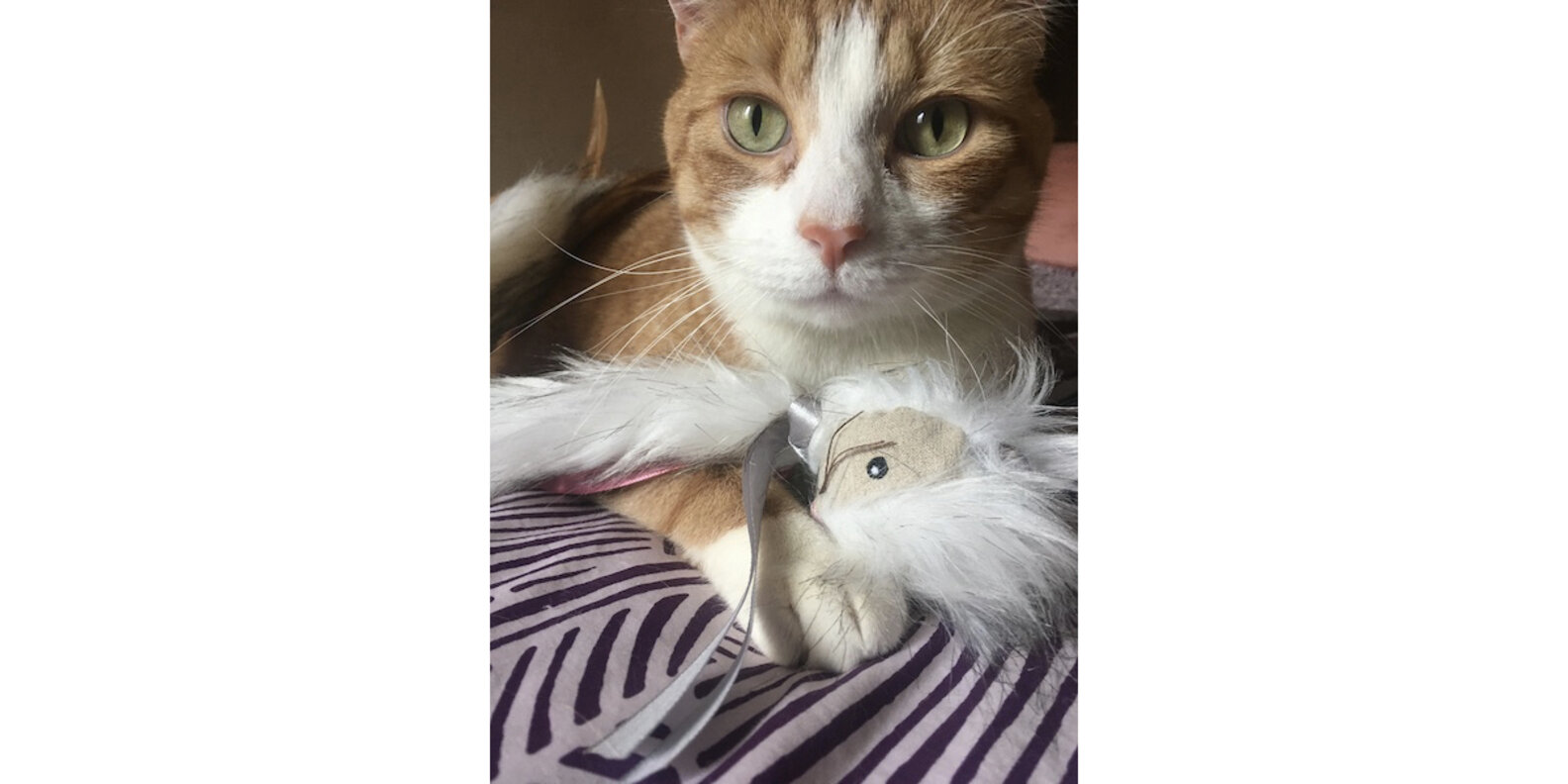 SmartyKat Chitter Critter Cat Toy Reviews - Paw of Approval - The Dodo