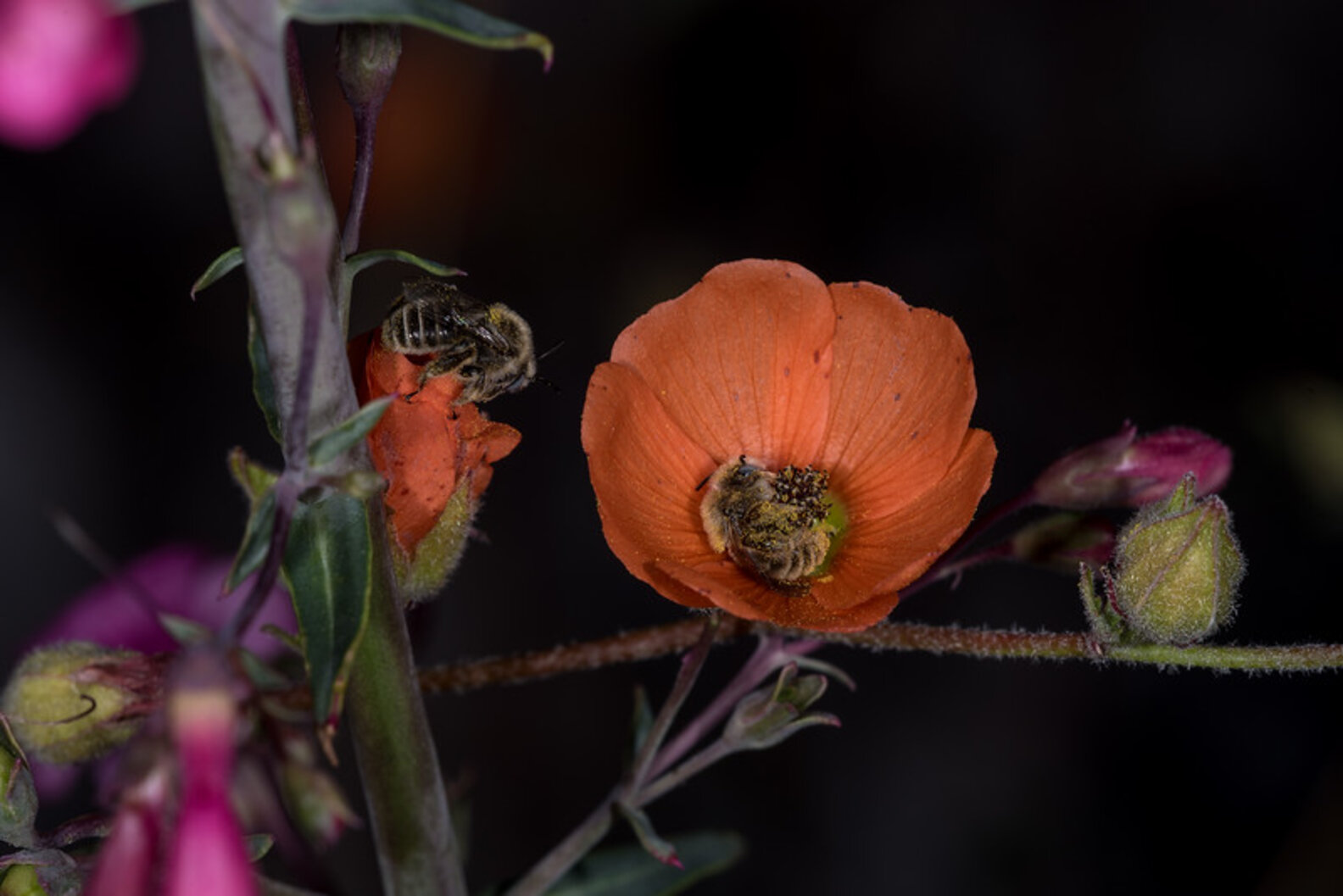 Photographer Spots A Pair Of Sleepy Bees Snuggling In A Flower - The Dodo