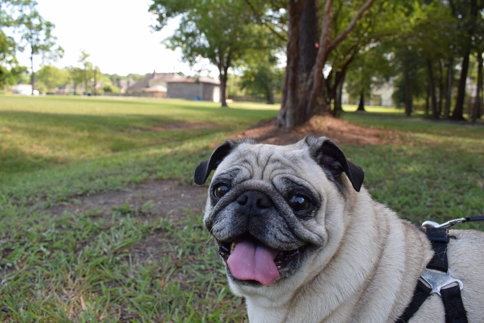 Chubby Pug Gets Stuck in Pet Door [Video] - :) Healthy Happy News