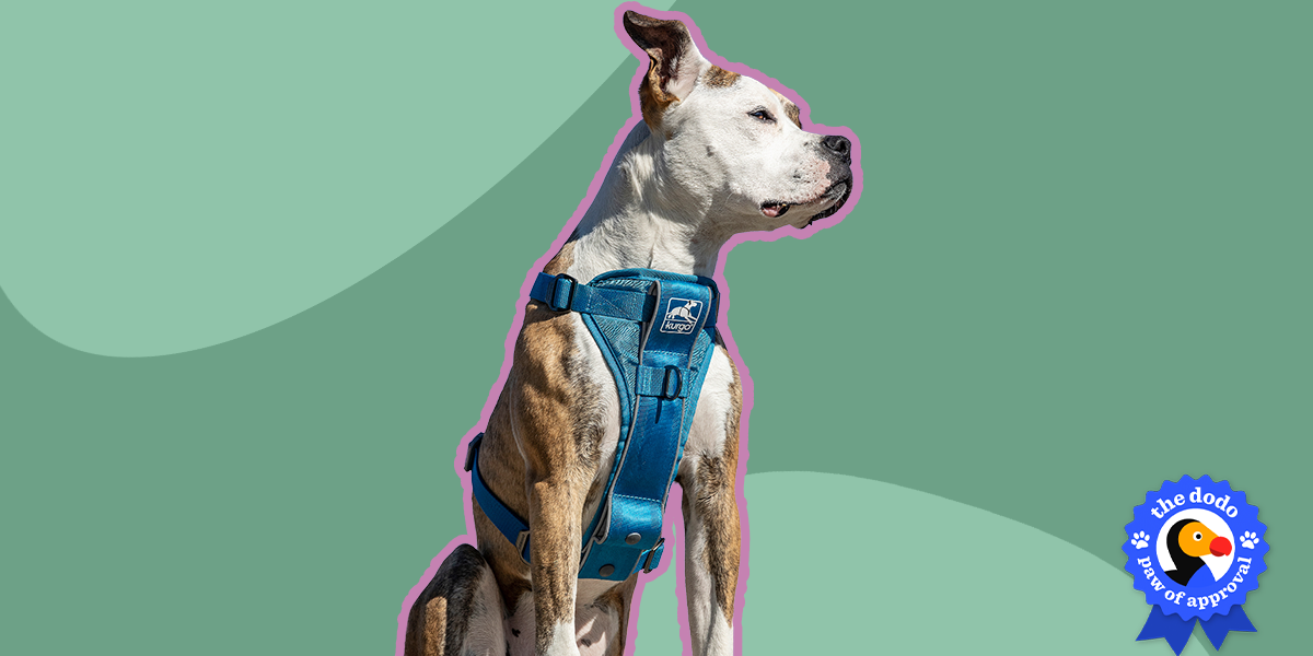 Kurgo Tru-Fit Smart Harness Review - Paw of Approval - The Dodo