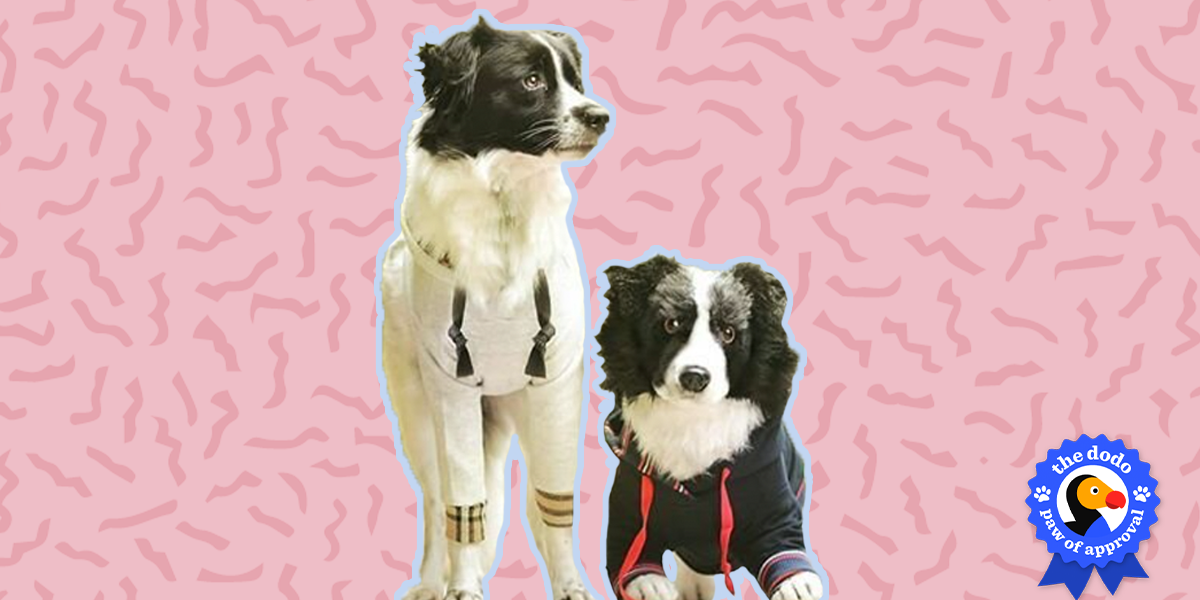 Petsies Custom Pet Stuffed Animal Review - Paw of Approval - The Dodo