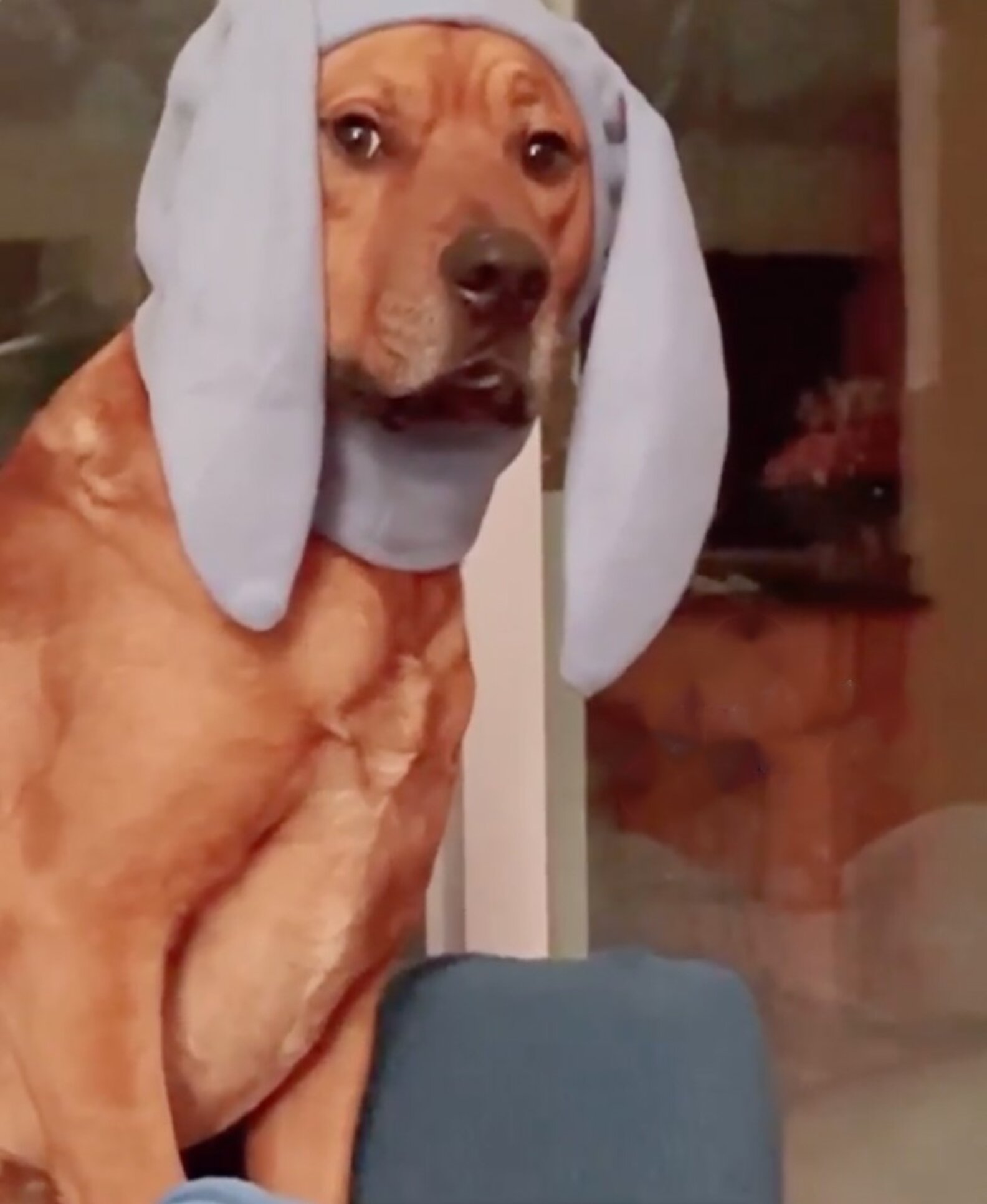 Smart Dog Never Barks When He Has His 'Quiet Ears' On - The Dodo