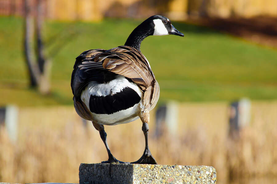 Finnish Brewery 'Ant Brew' Is Using Goose Poop to Make a Stout Beer ...