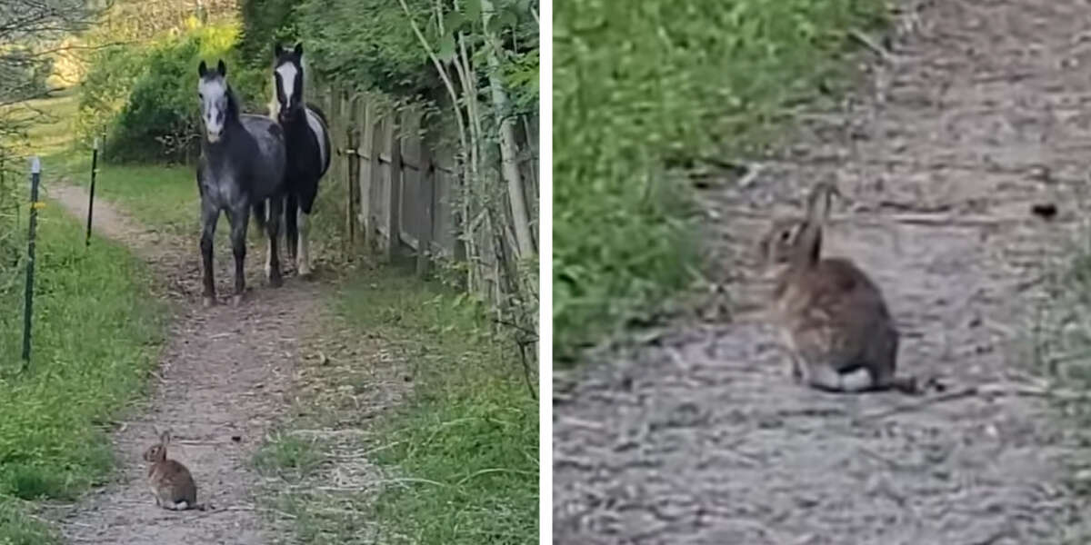 'Terrifying' Little Bunny Stops Horses In Their Tracks - The Dodo