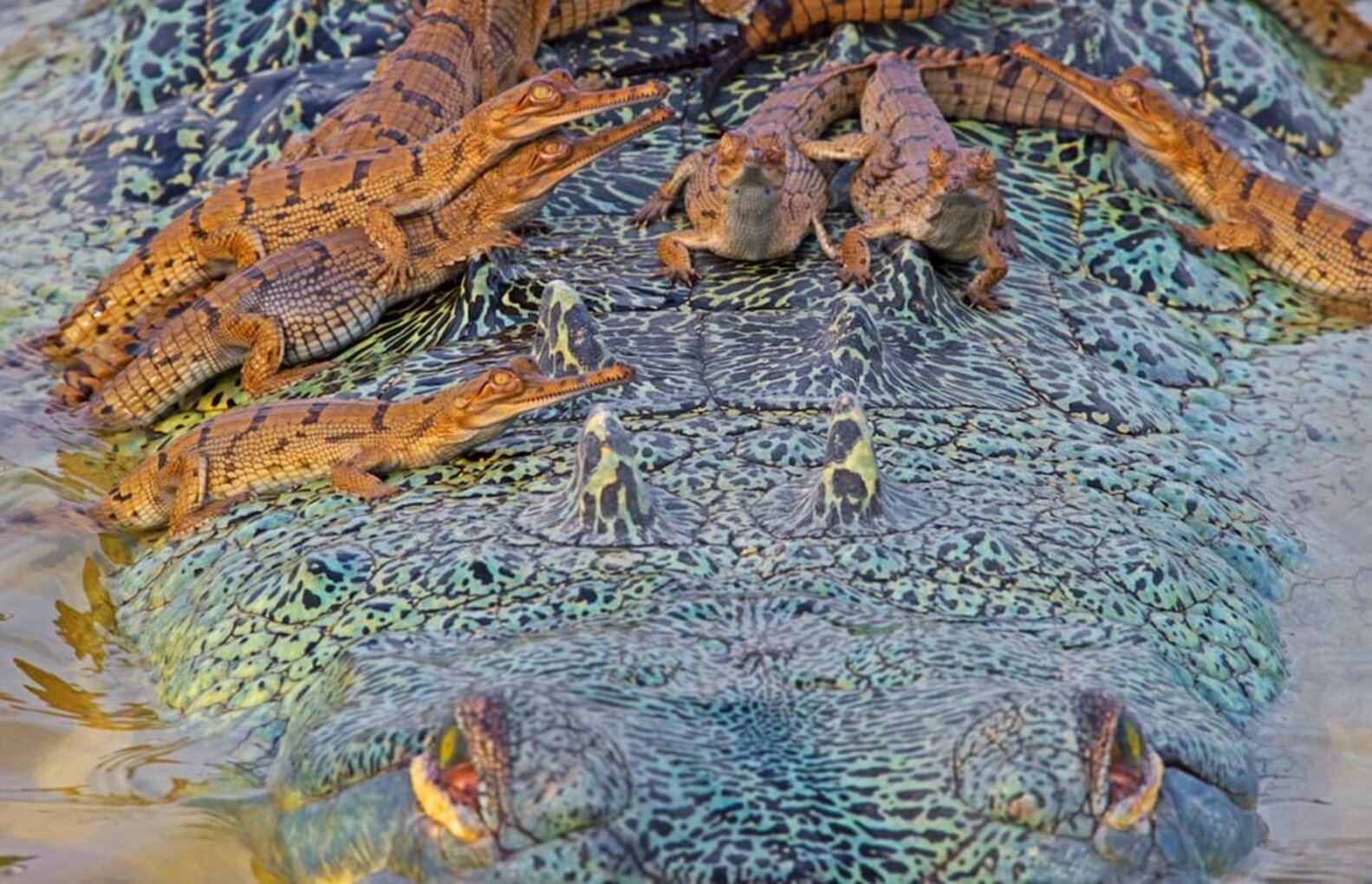 Crocodile Dad Carries Around Hundreds Of Babies To Keep Them Safe - The ...