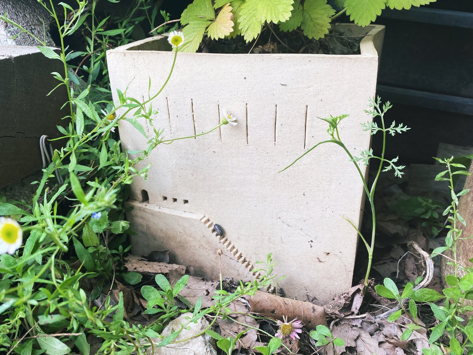 Roly Poly Loves The Tiny Garden House Someone Made Just For Him - The Dodo