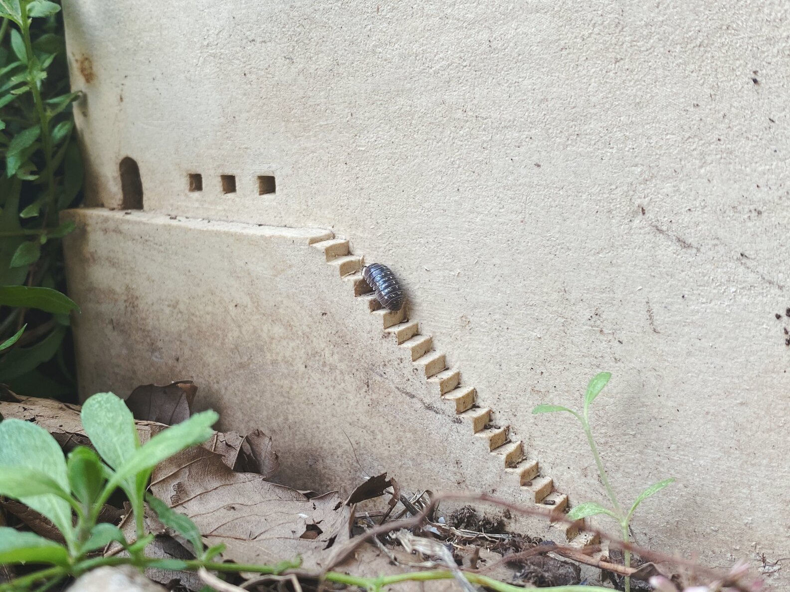Roly Poly Loves The Tiny Garden House Someone Made Just For Him - The Dodo