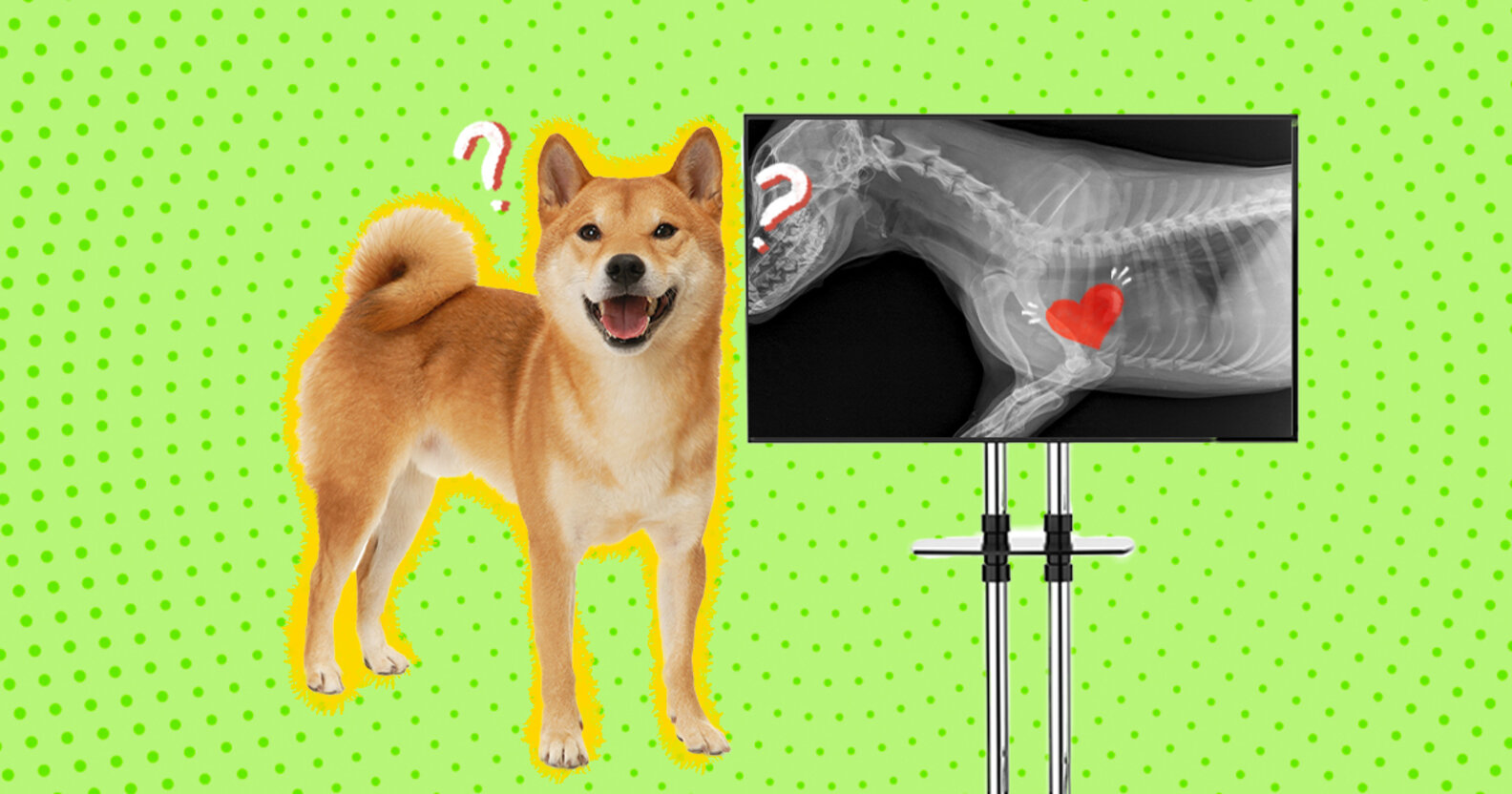 What You Need To Know About Heart Disease In Dogs - DodoWell - The Dodo