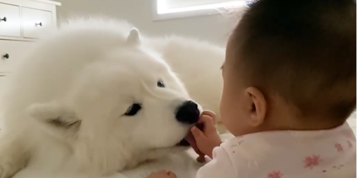 Dog Stays By Her Baby Sister’s Side 24/7 - Videos - The Dodo