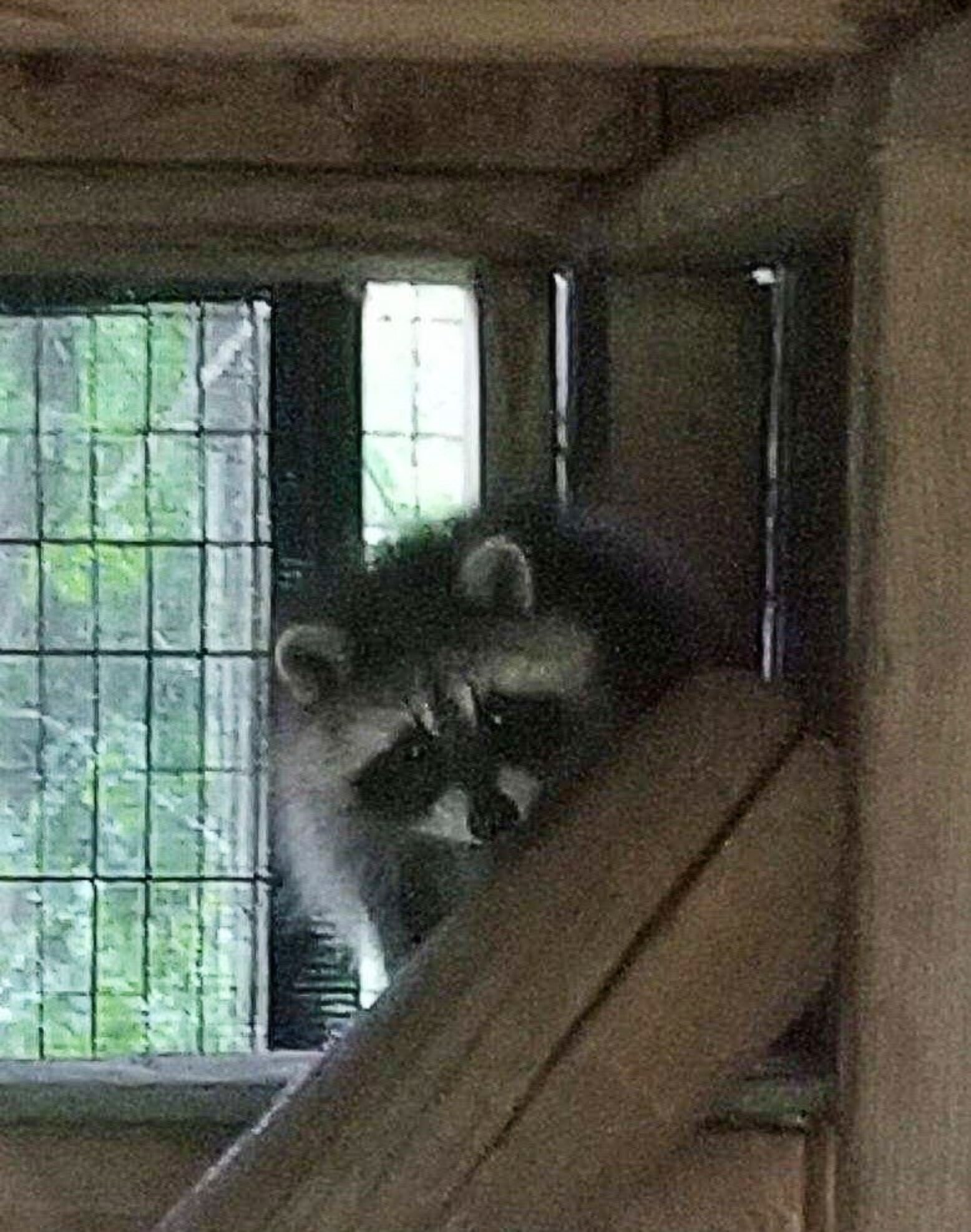 Rescuers Help Raccoon Who Got His Head Stuck In A Sewer Cap - The Dodo