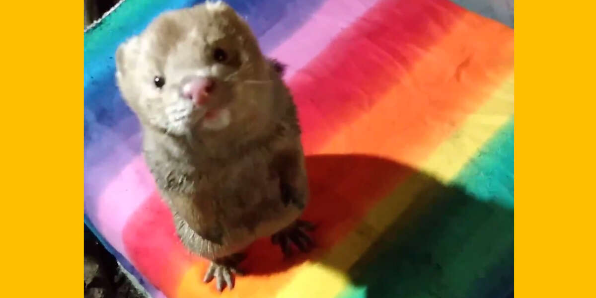 Rescue Mink Loves Diving In His Swimming Pool - Videos - The Dodo
