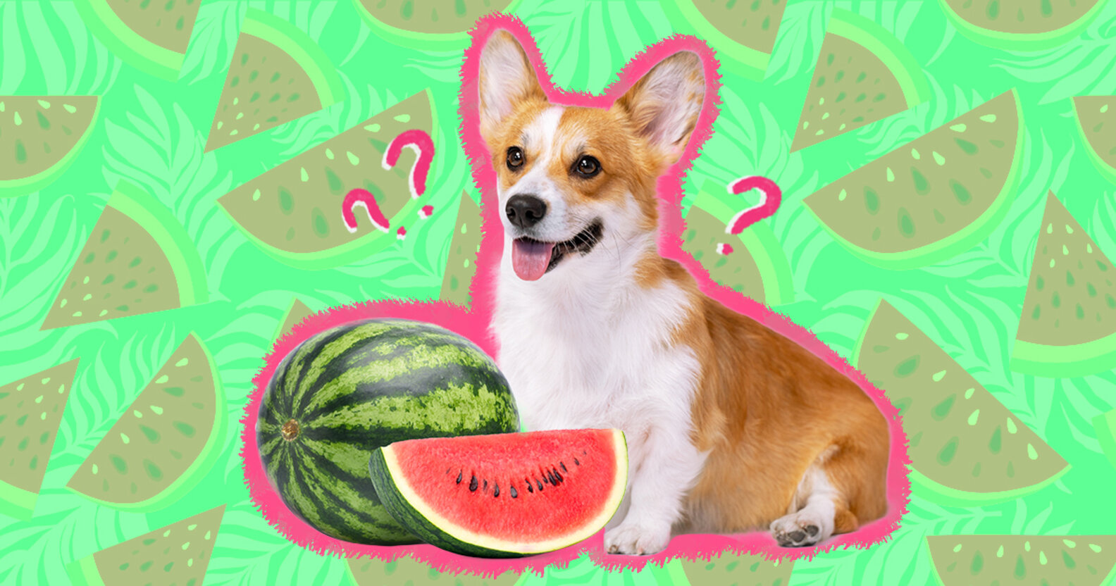 Can Dogs Eat Watermelon Safely? - DodoWell - The Dodo