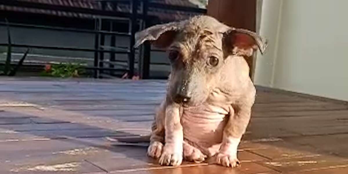 Hairless Stray Puppy Is Amazingly Fluffy Now - Videos - The Dodo