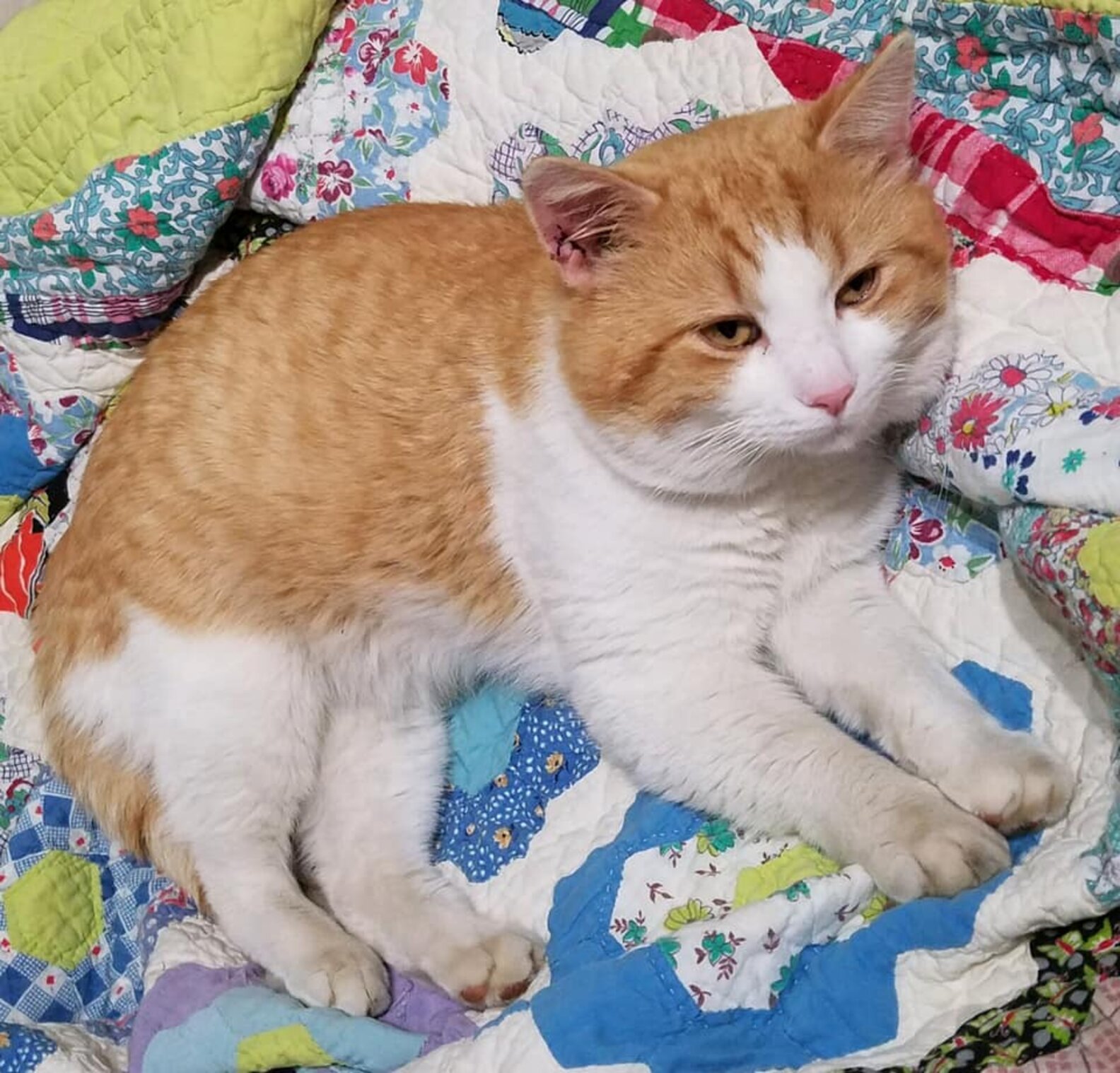 Orange And White Stray Cat Shows Up After Mom Says She Wants One ...