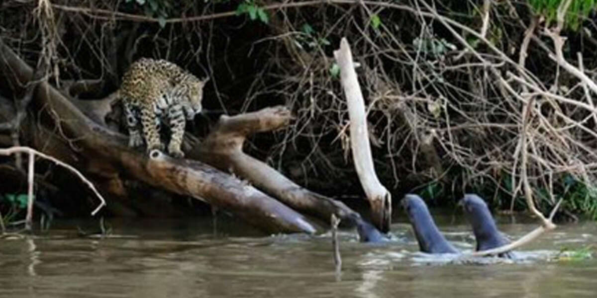 River Otters Team Up To Keep A Hungry Jaguar At Bay - The Dodo