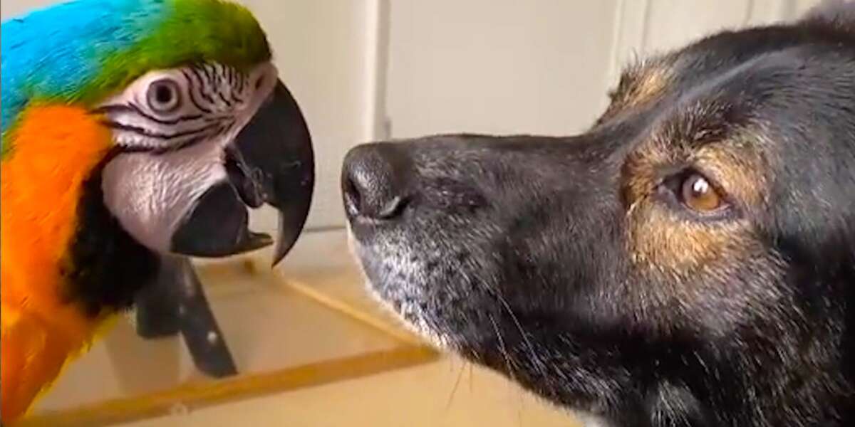 Dog And Parrot Who Didn't Get Along Spend Every Single Moment Together ...