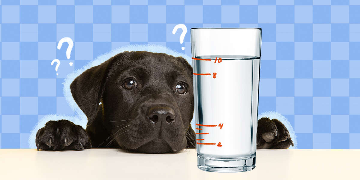 How Much Water Should A Dog Drink? - DodoWell - The Dodo