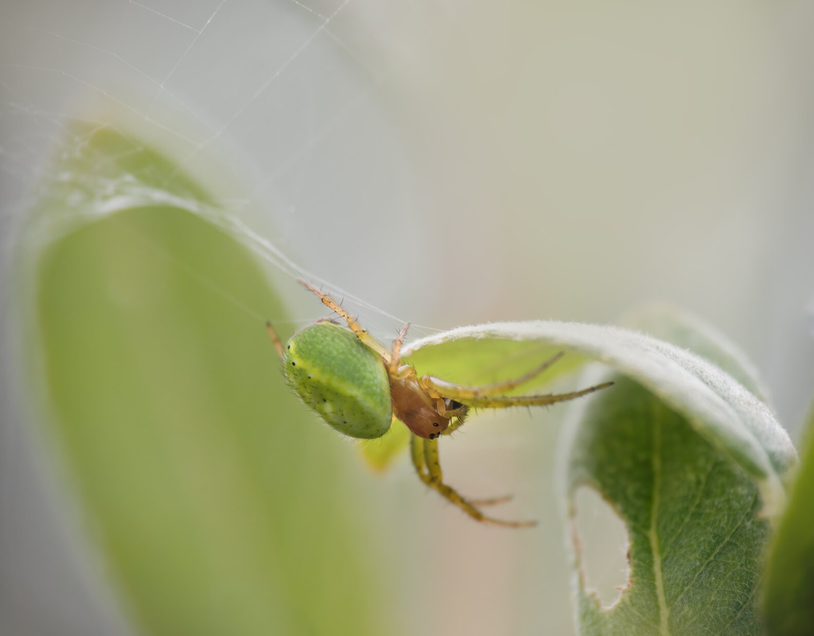 Spider Looks Like A Tiny Baby Watermelon - The Dodo